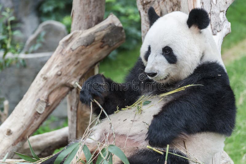 Panda immagine stock. Immagine di grasso, bambù, asia - 56276213