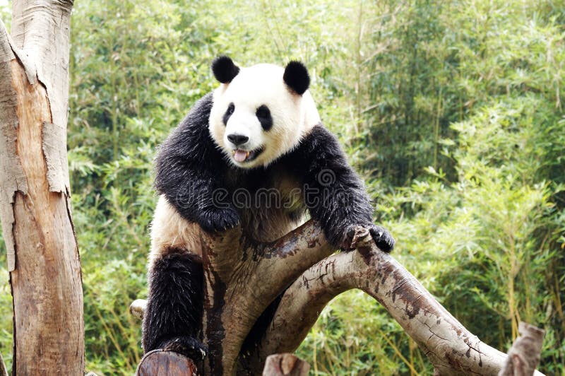 Giant Panda (18 Months) - Ailuropoda Melanoleuca Stock Photo - Image of ...
