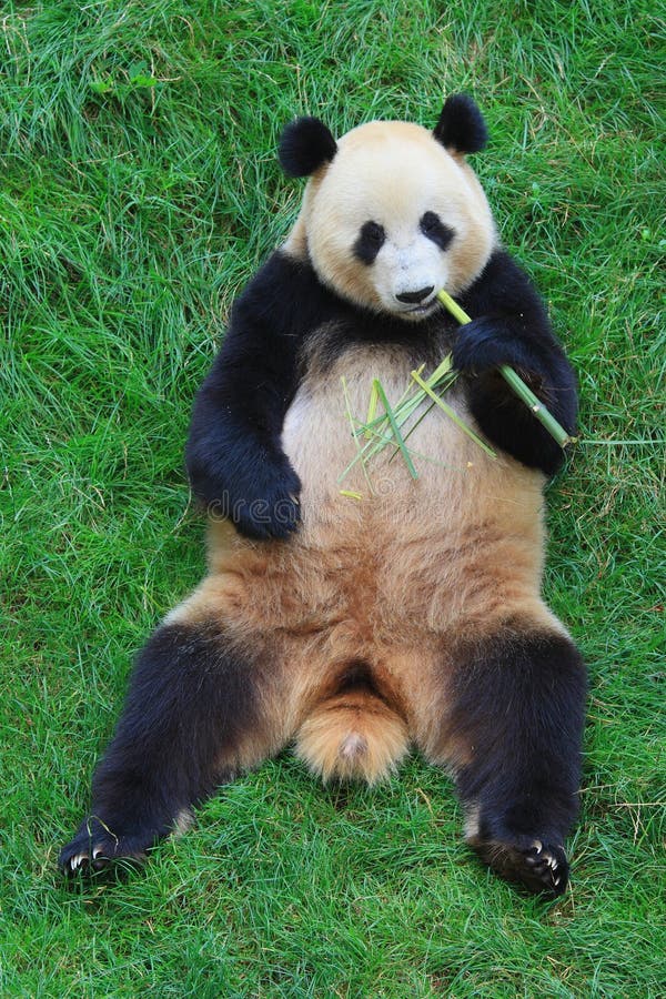 Panda animal mis en danger image stock. Image du feuillage - 10769665