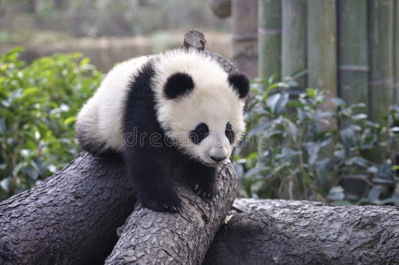 Panda Baby stock image. Image of asia, animals, mammals - 20229471