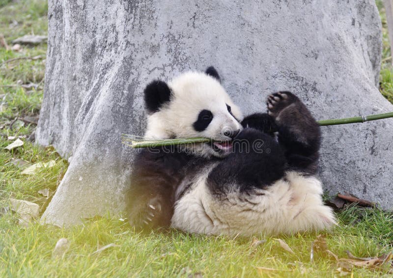 Panda Baby stock photo. Image of wildlife, animals, panda - 32779020