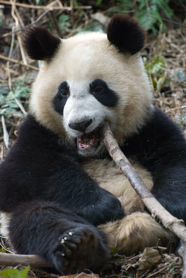 Capybara stock image. Image of wildlife, america, unusual - 3363837