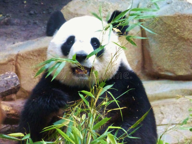 Panda stock image. Image of black, bamboo, panda, animal - 95073997