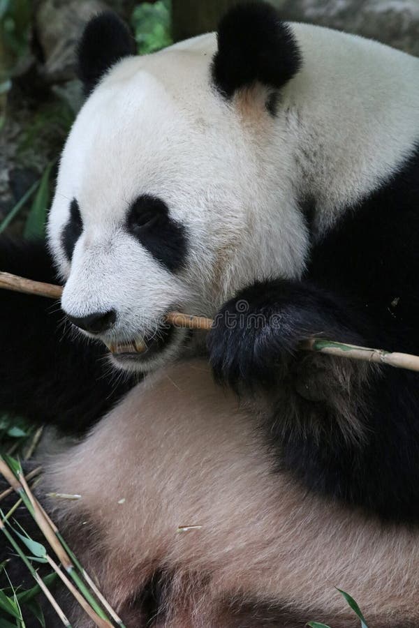 Panda with bamboo stock photo. Image of asian, majestic - 189199640