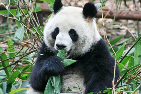 Panda bear stock image. Image of green, bear, adorable - 6609813