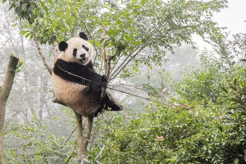 Panda Bear on Bamboo tree stock photo. Image of grass - 114268716