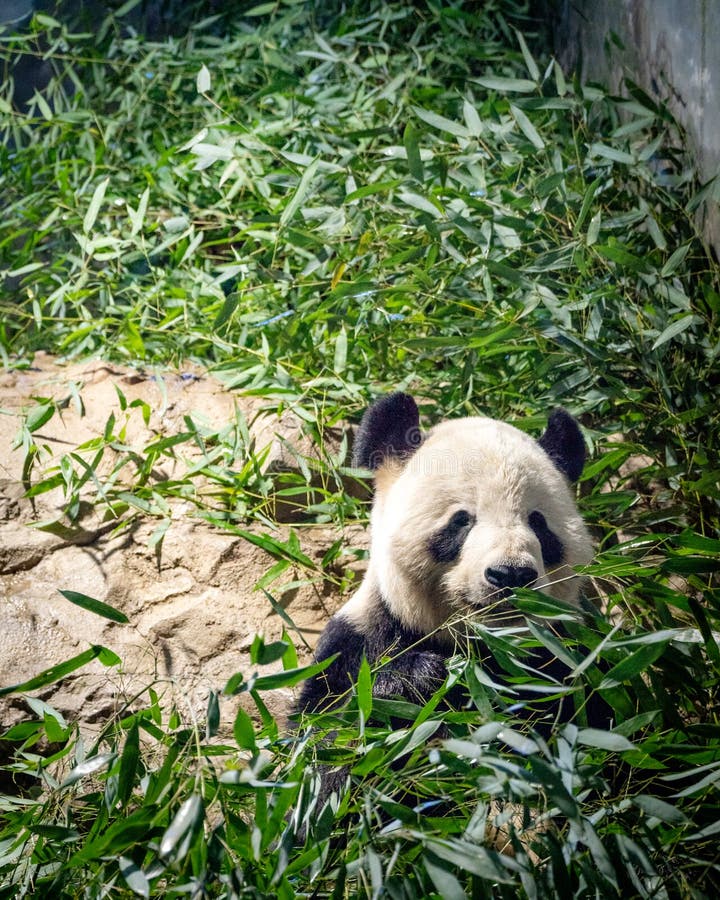 Panda Bear in a Bunch of Bamboo Plants Stock Image - Image of ...