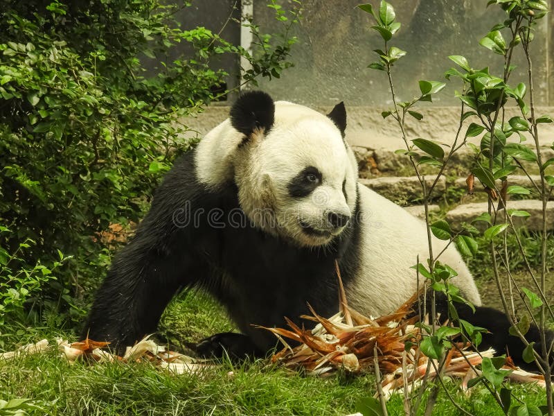 Panda bear in captivity stock photo. Image of asia, species - 249692542