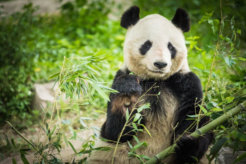Panda Bear Eating Bamboo Shoot Stock Image - Image of east, rare: 118494827