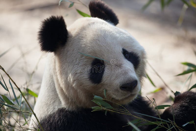 A Panda Bear is Eating His/her Breakfast. Stock Photo - Image of ...