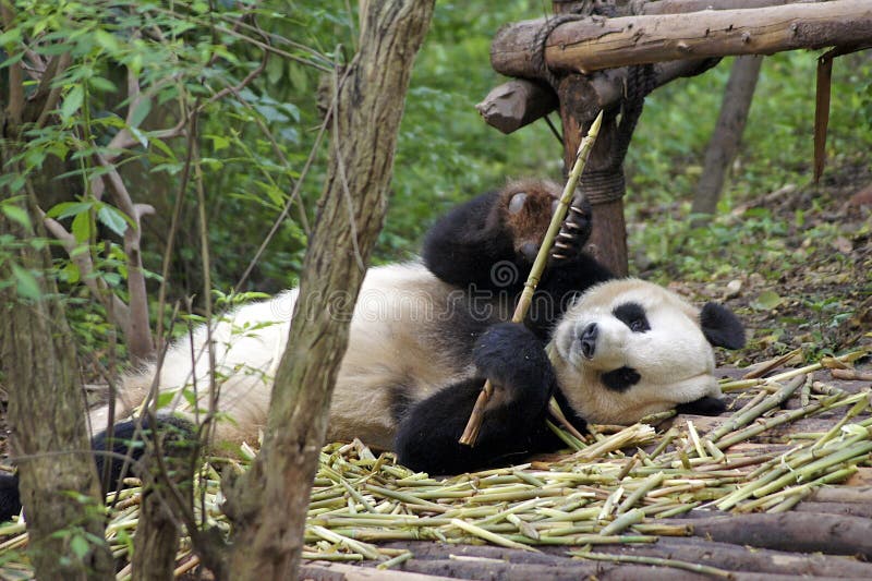Panda Bear at the Giant Panda Conservation Center, Chengdu, China ...