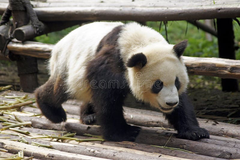 Panda Bear at the Giant Panda Conservation Center, Chengdu, China ...