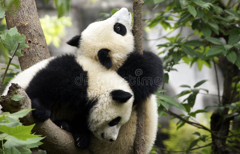 Panda Bear at the Giant Panda Conservation Center, Chengdu, China ...
