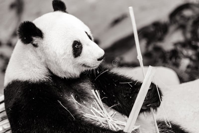 Panda Bear stock image. Image of mammal, china, lunch - 84363873