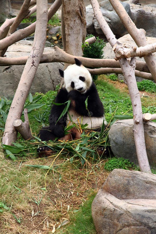 Panda bear stock image. Image of asian, asia, szechwan - 62992283