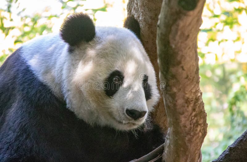 A Large Panda Bear editorial photo. Image of california - 171609341