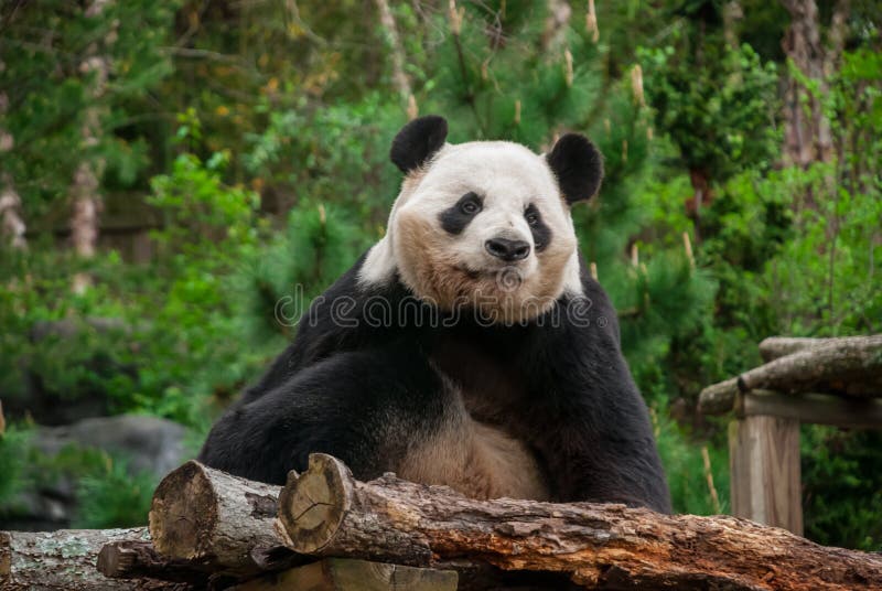 Panda Bear Staring Off into Distance Stock Image - Image of green, tree ...