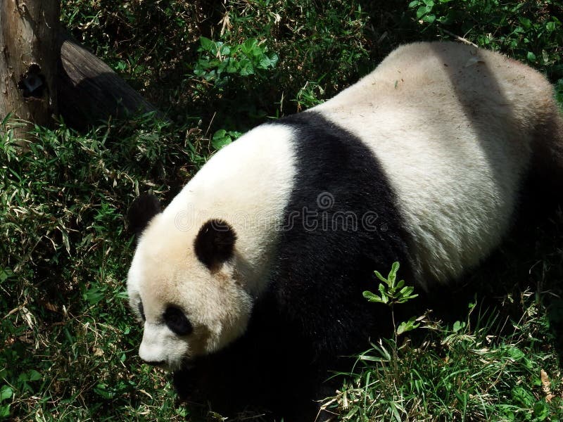 Panda Bear editorial stock image. Image of bear, panda - 98828994