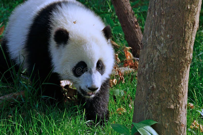 Panda Bear Walking stock image. Image of bear, panda - 25020025
