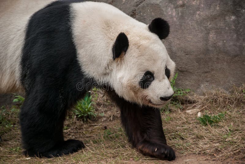 Panda Bear Walking stock image. Image of black, arms - 52487419
