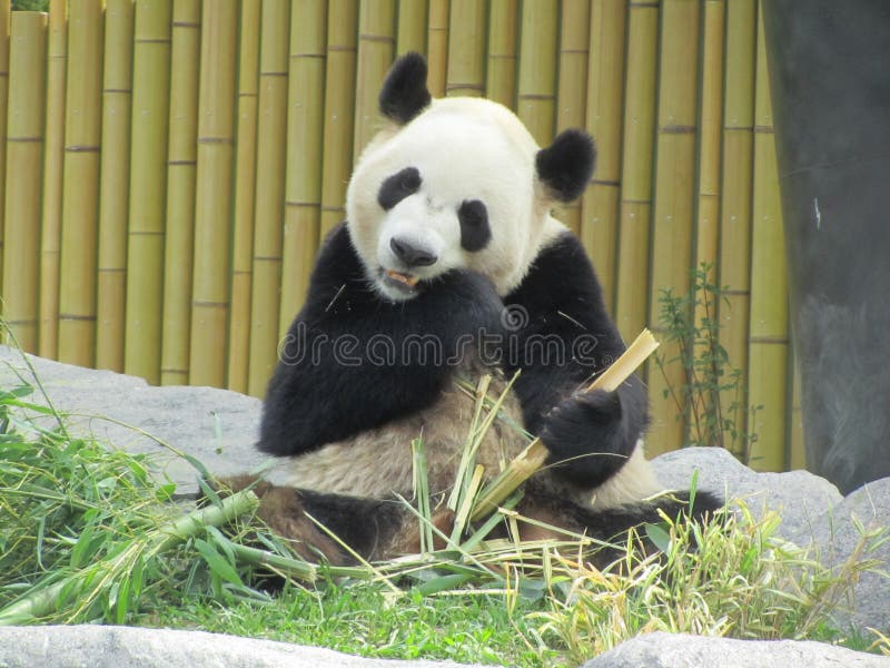Panda bear at the Zoo stock image. Image of snack, plump - 89711625