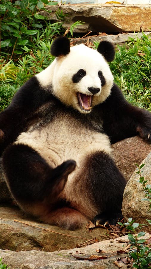 Panda stock image. Image of quiet, striped, bear, panda - 41890937