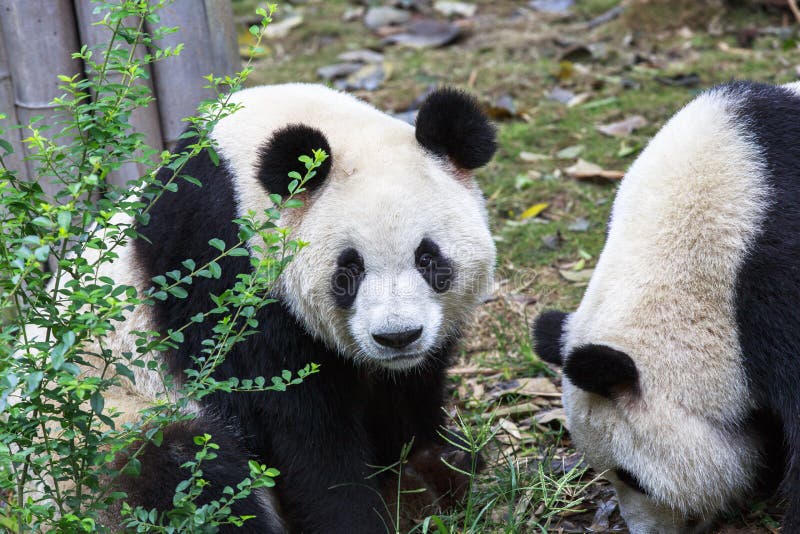 Panda Bij De Dierentuin in Chengdu, China Stock Foto - Image of vervolg ...