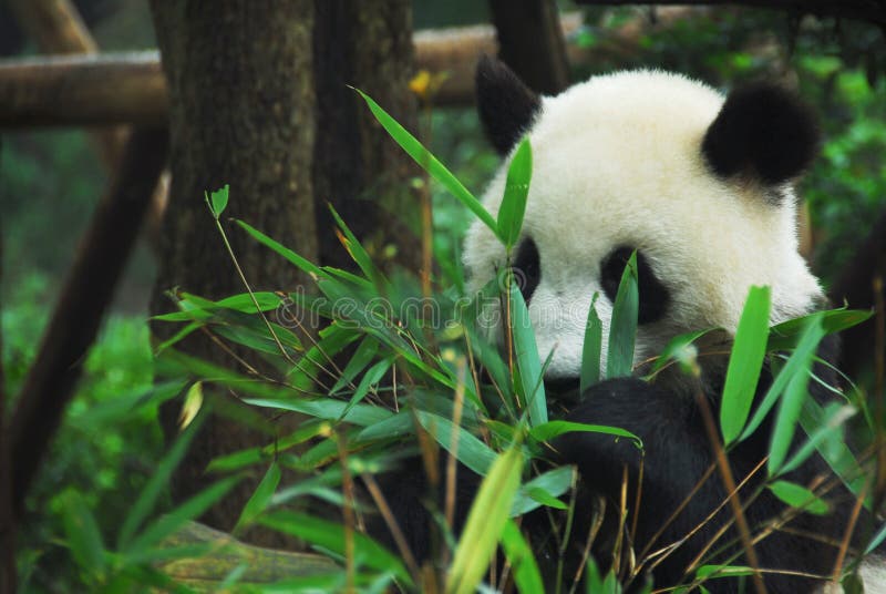 Panda Biting Bamboo stock photo. Image of forest, chengdu - 6932382