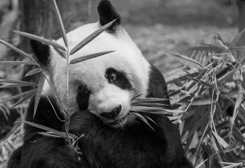 Panda black white stock photo. Image of cute, park, animal - 231125754