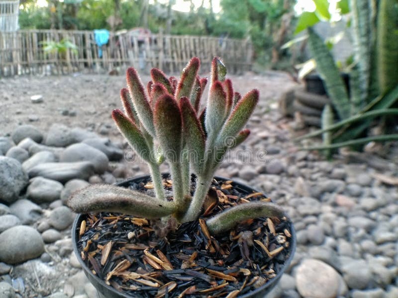Panda Cactus Plant As a Home Decoration Stock Image - Image of ...
