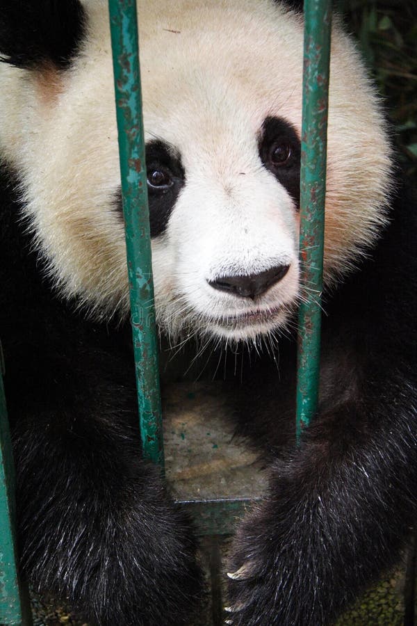 3,927 Panda Face Photos - Free & Royalty-Free Stock Photos from Dreamstime