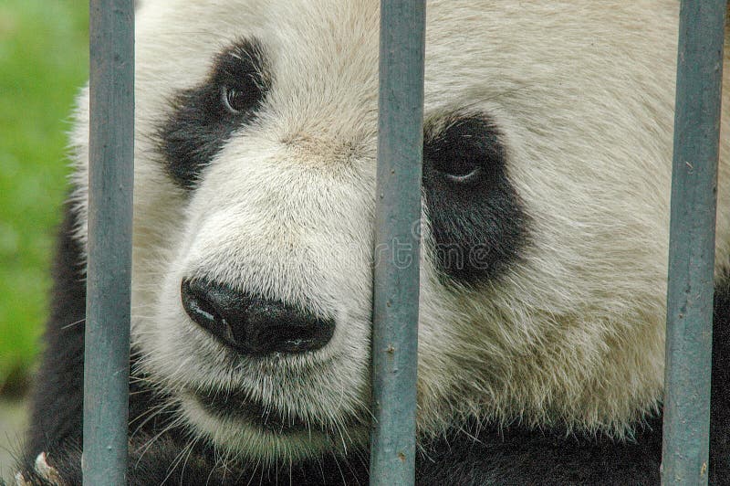 149 Panda Triste Fotos de stock - Fotos libres de regalías de Dreamstime