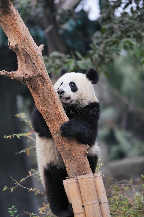 Panda climbing tree stock image. Image of travel, environment - 12830333
