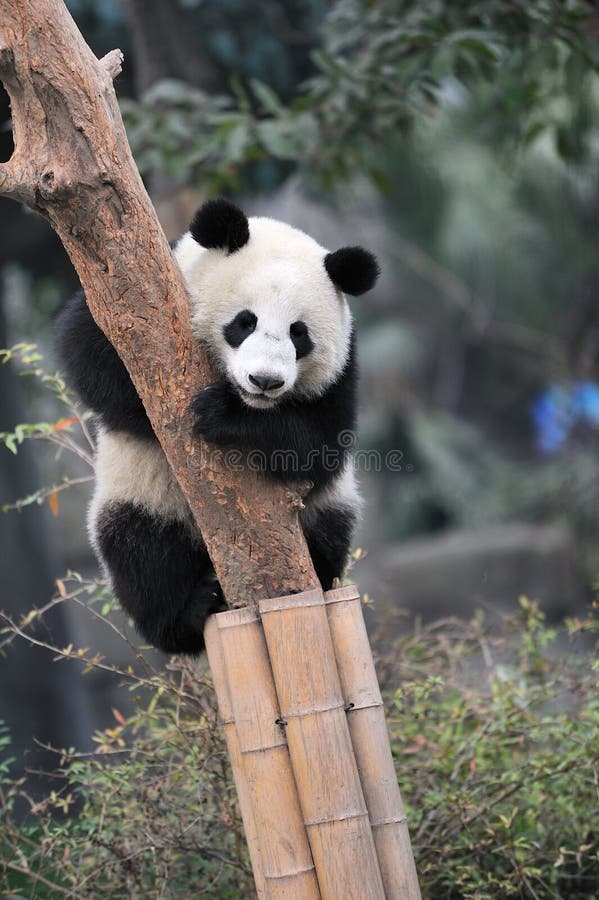 Panda climbing tree stock photo. Image of travel, beijing - 12830488