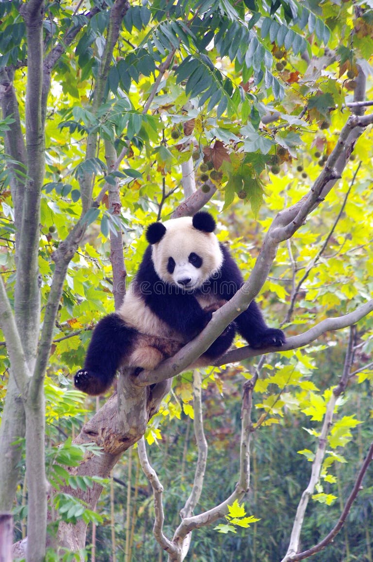 521 Panda Climbing Bamboo Tree Stock Photos - Free & Royalty-Free Stock ...