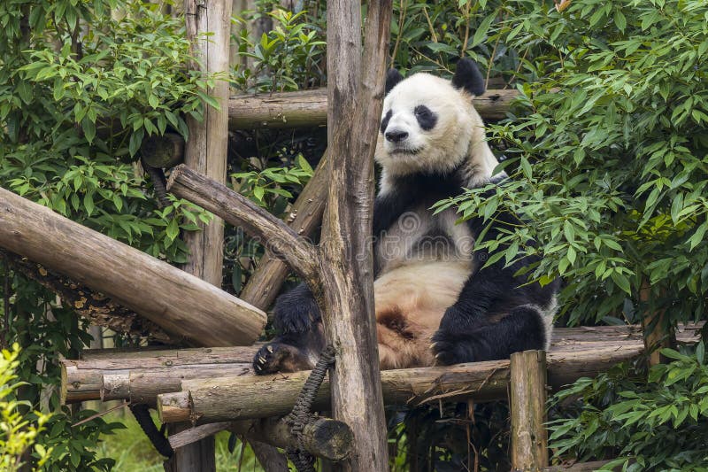 Panda in the Conservation Center in Chengdu, China. Editorial Photo ...
