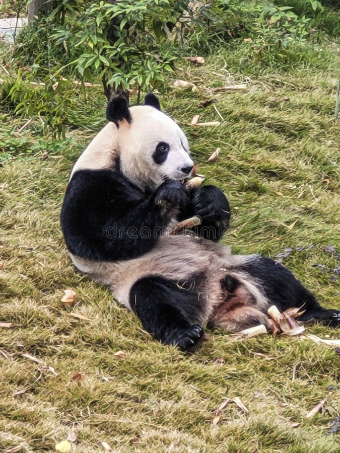 Panda in the Conservation Center in Chengdu, China. Editorial Stock ...