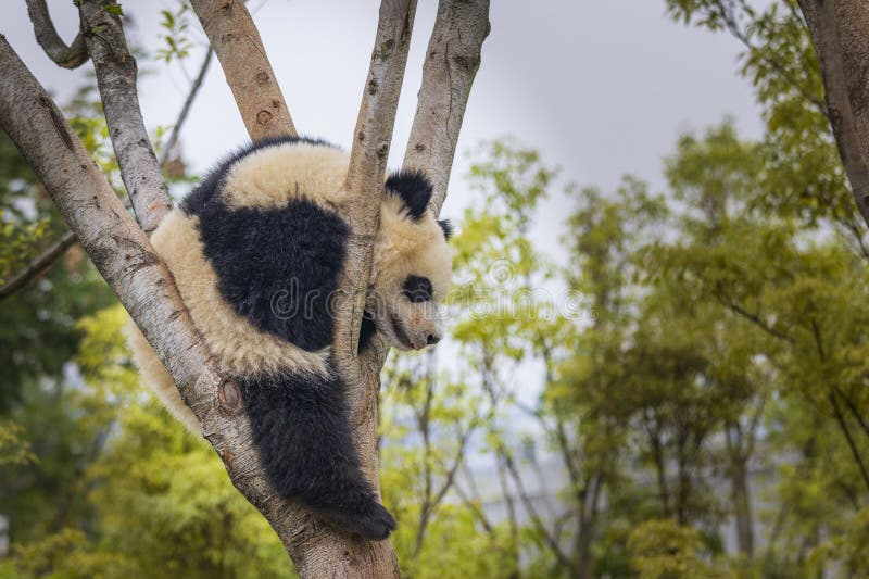 Panda in the Conservation Center in Chengdu, China. Editorial Photo ...