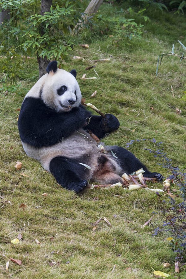 Panda in the Conservation Center in Chengdu, China. Editorial Stock ...