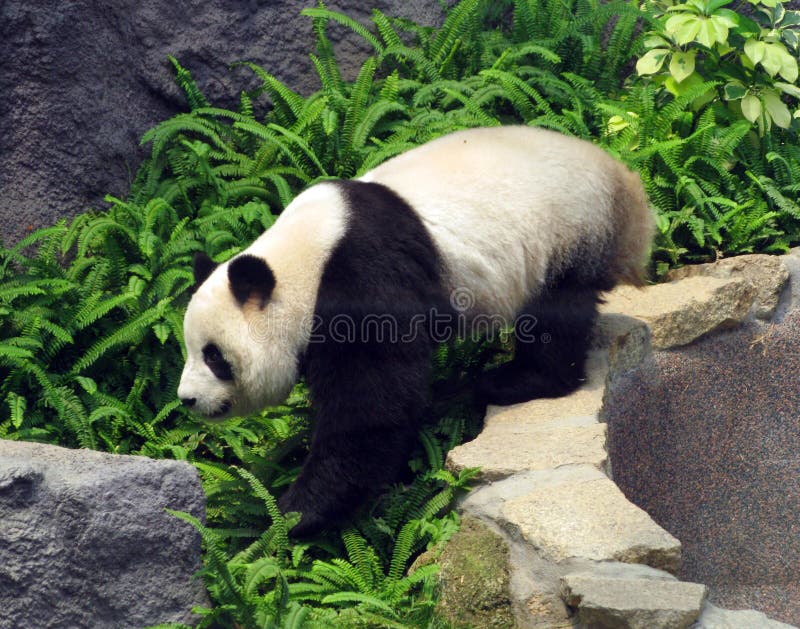 Panda crawling and jumping stock photo. Image of mammals - 88577130