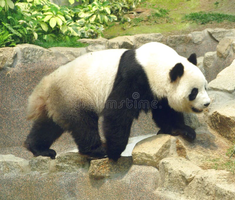 Panda stock image. Image of food, asia, animal, lazy - 88577137