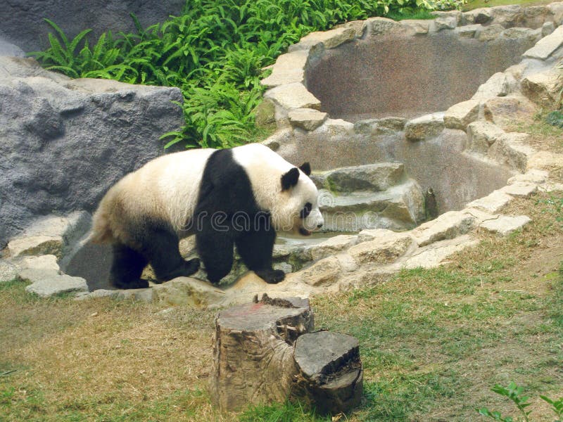 Panda stock photo. Image of giant, bear, asia, move, black - 88577332