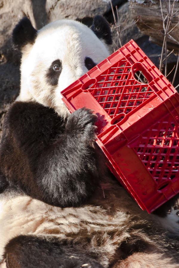Panda Cub stock photo. Image of black, shrubs, china, asian - 6475812