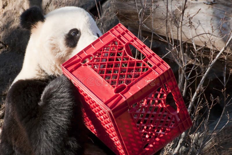 Panda Cub stock photo. Image of black, shrubs, china, asian - 6475812