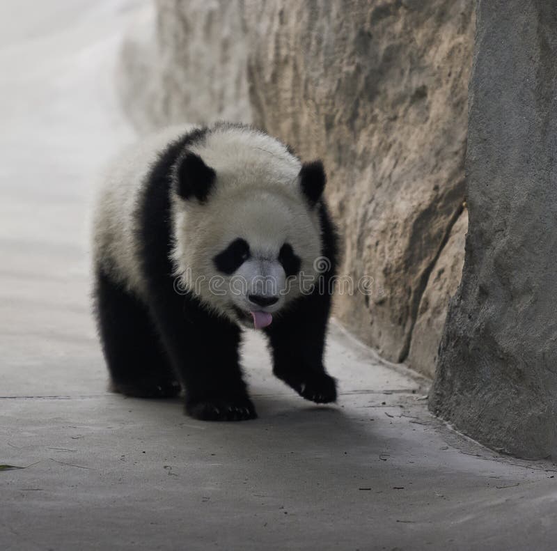 Panda Cub stock image. Image of carnivora, giant, panda - 27278261