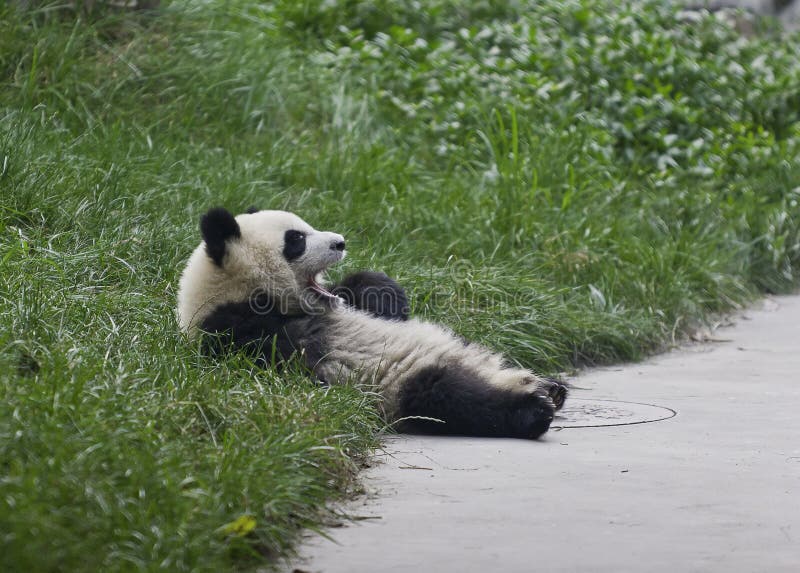 Panda Cub stock photo. Image of bear, wildlife, nature - 27278276
