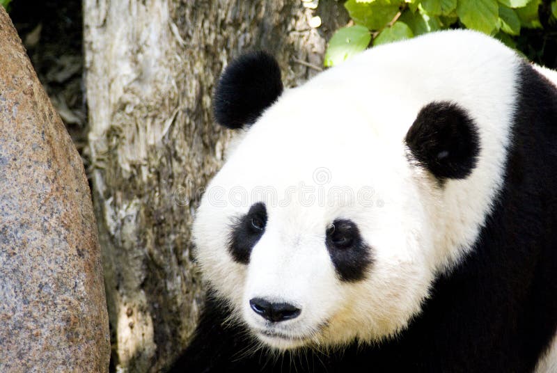 Panda Cub stock photo. Image of black, shrubs, china, asian - 6475812