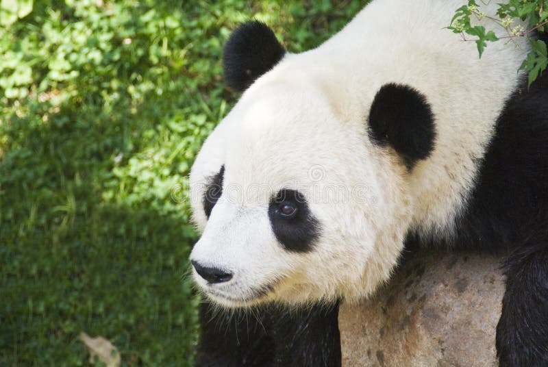Panda Cub stock image. Image of boulder, asia, wild, mammal - 6343993