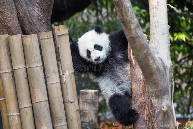 Panda Cub Playing in a Tree Stock Photo - Image of bear, animal: 113699072