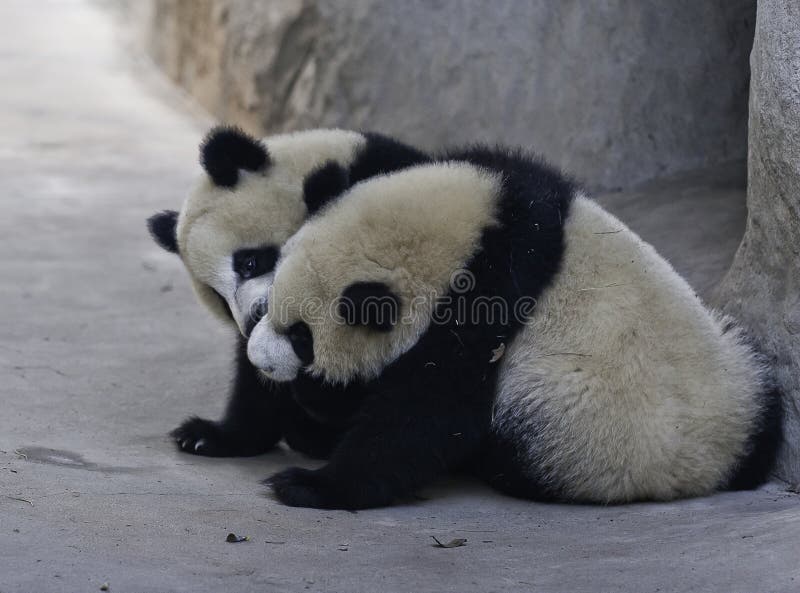 Panda Cubs stock image. Image of china, wildlife, nature - 27278257